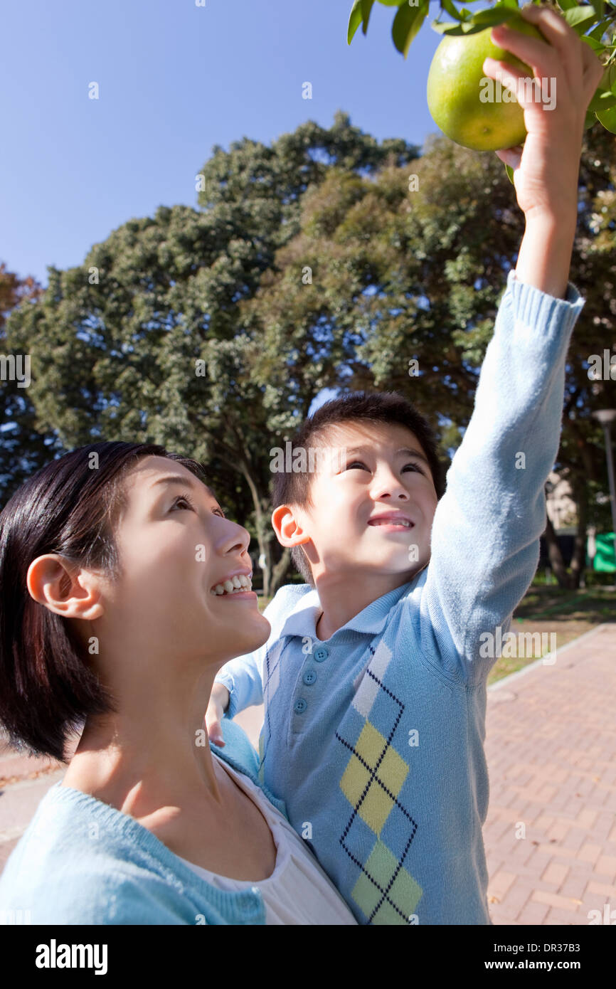 Japanese Tangerine High Resolution Stock Photography and Images - Alamy