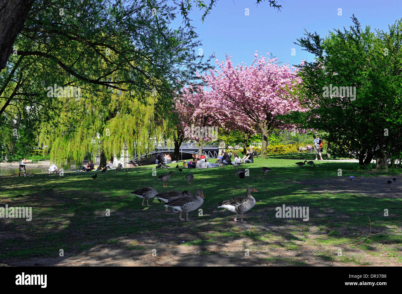 Spring blossom in the outer alster lake in hamburg hi-res stock ...