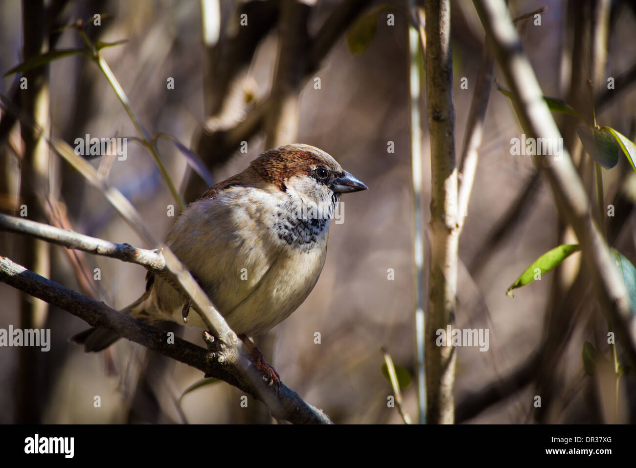 Sparrow on a branch in a yard Stock Photo - Alamy