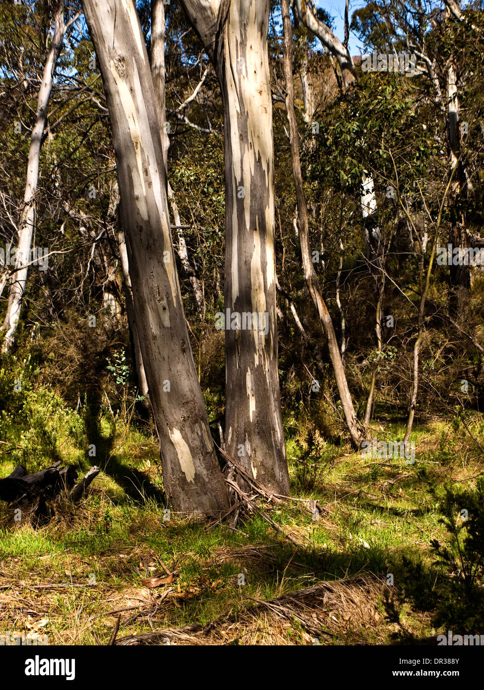 Gum trees australia hi-res stock photography and images - Alamy