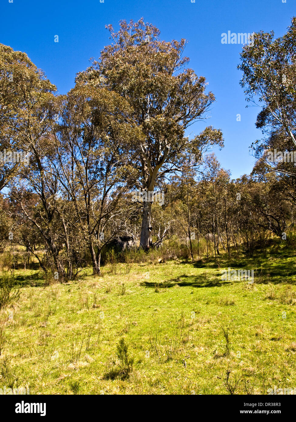 Snowy Mountains, NSW, Australia Stock Photo - Alamy