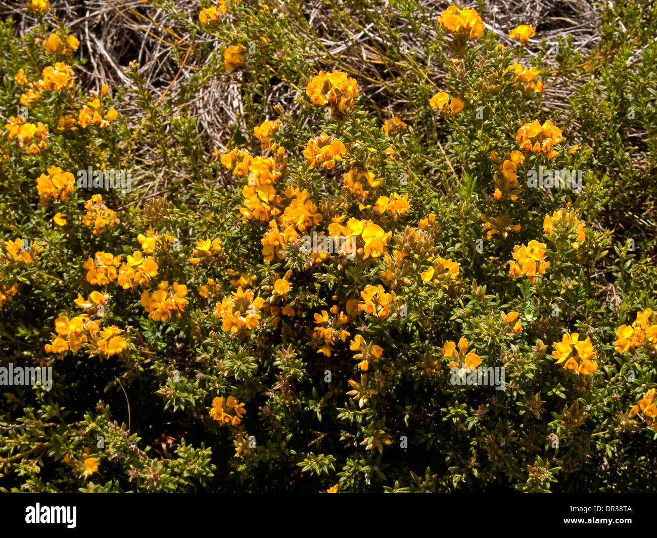Common Shaggy Pea (Oxylobium ellipticum), Snowy Mountains, NSW ...