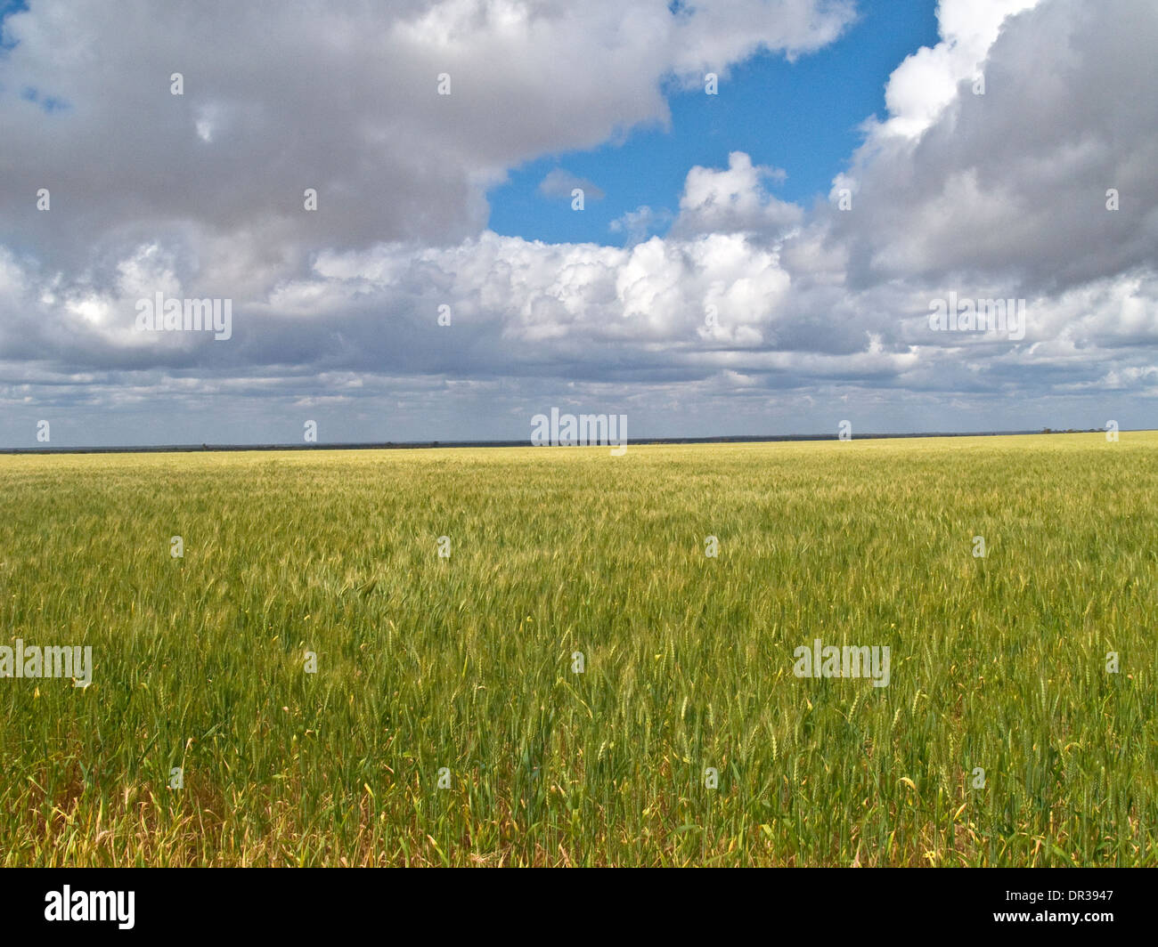 Wheatfield hi-res stock photography and images - Alamy