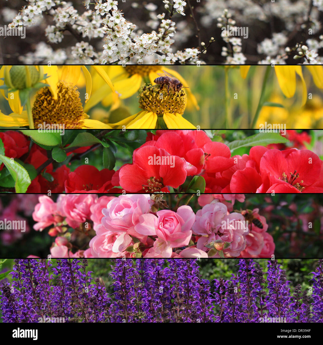 set of beautiful flowers banners Stock Photo - Alamy