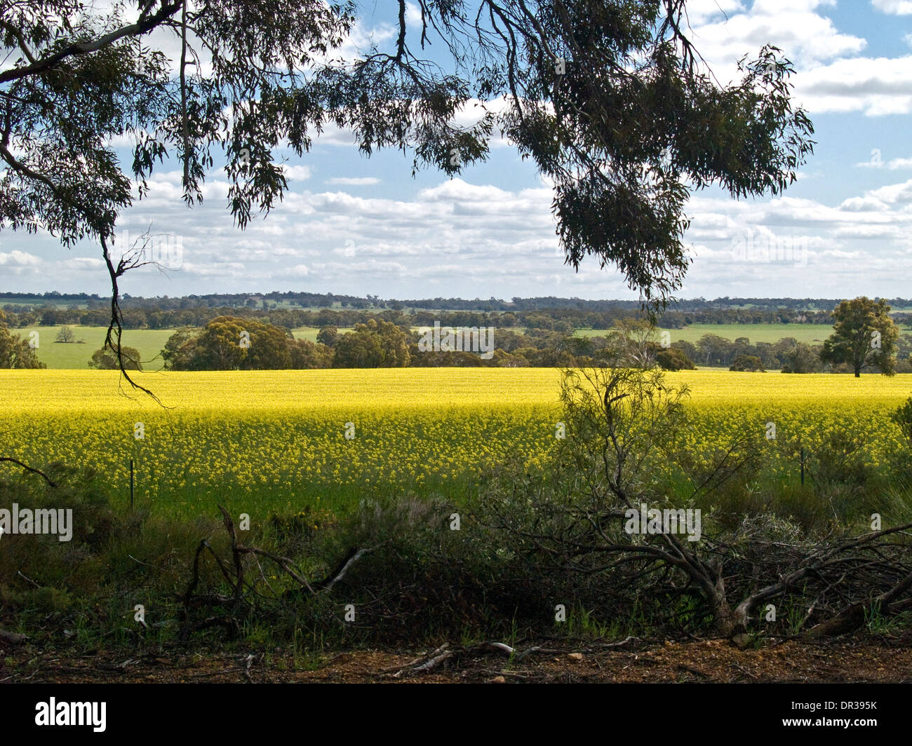 Canola australia hi-res stock photography and images - Alamy