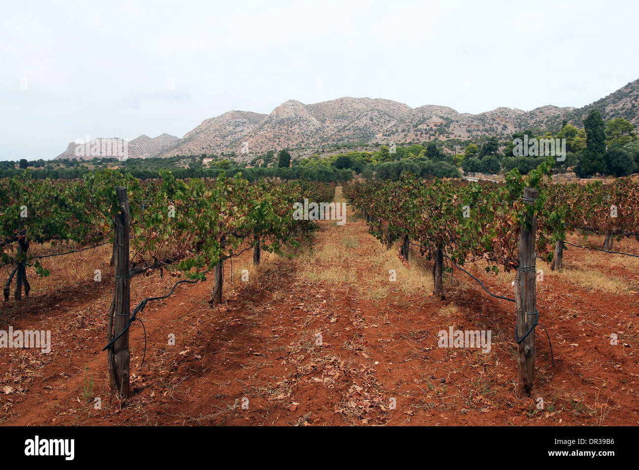 vineyard in Crete, Greece Stock Photo - Alamy