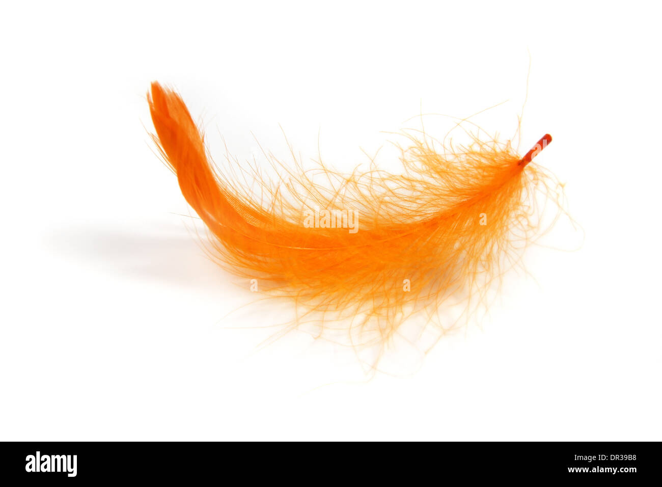 orange feather on white background Stock Photo - Alamy