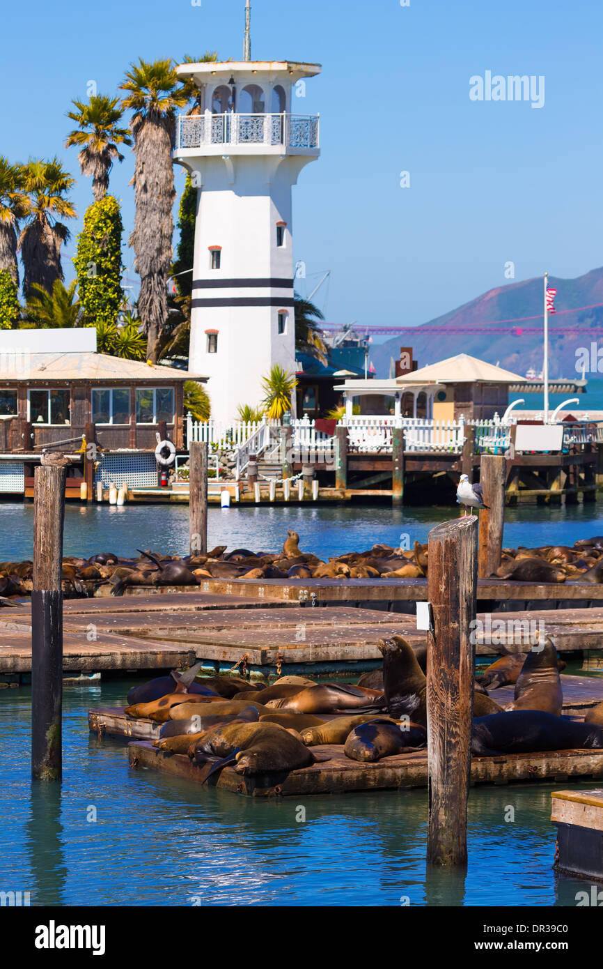 San Francisco Pier 39 lighthouse and seals at California USA Stock ...