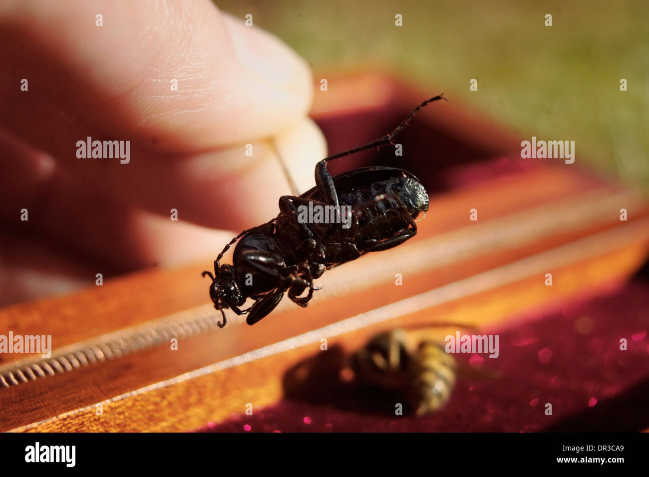 Insects collector hi-res stock photography and images - Alamy