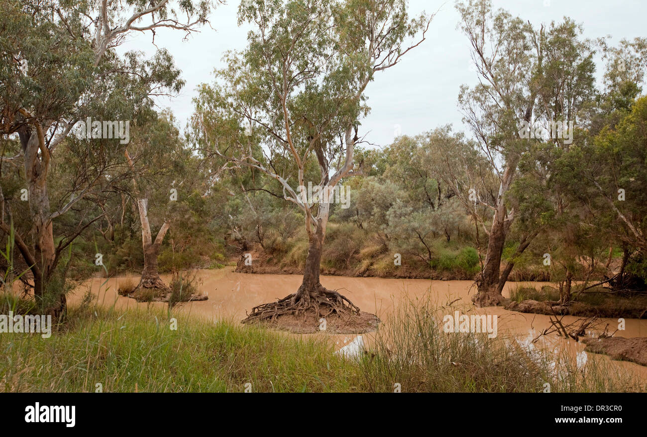 Eucalyptus trees thrive in the muddy waters of the Bulloo River near ...