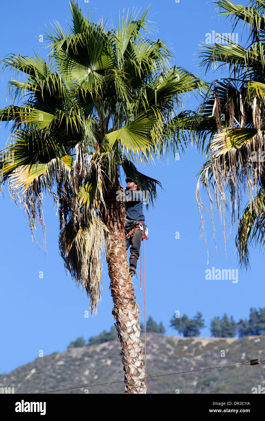 Palm tree pruning hi-res stock photography and images - Alamy