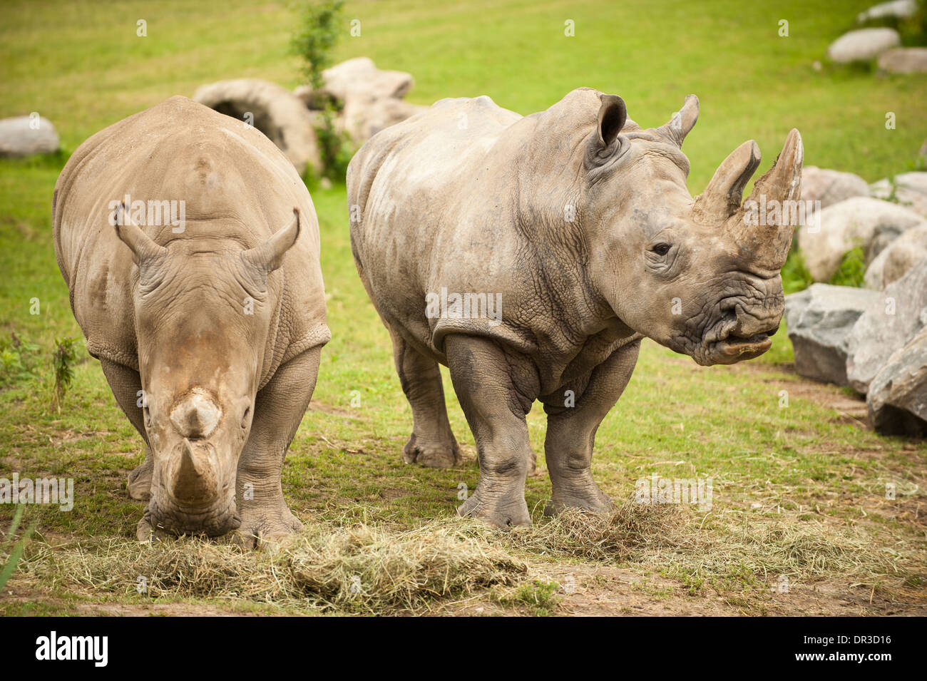 Grass white rhinoceros hi-res stock photography and images - Alamy