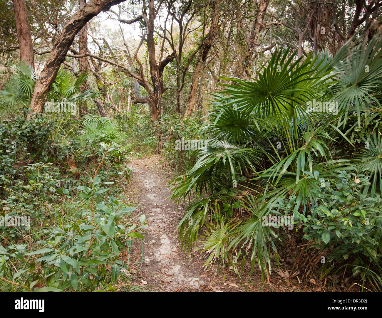 Narrow walking trail through coastal forest landscape with palm trees ...