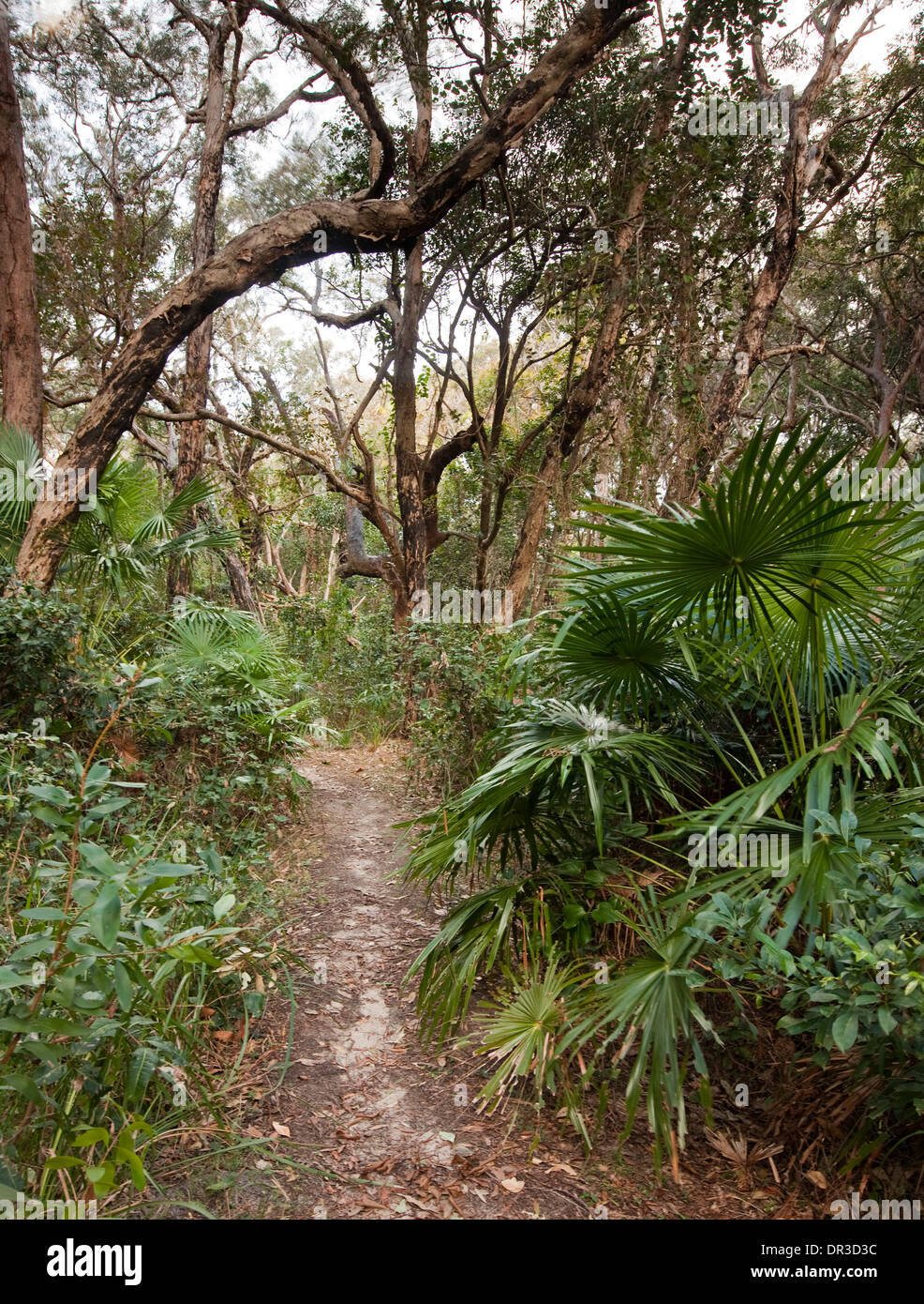 Narrow walking trail through coastal forest landscape with palm trees ...