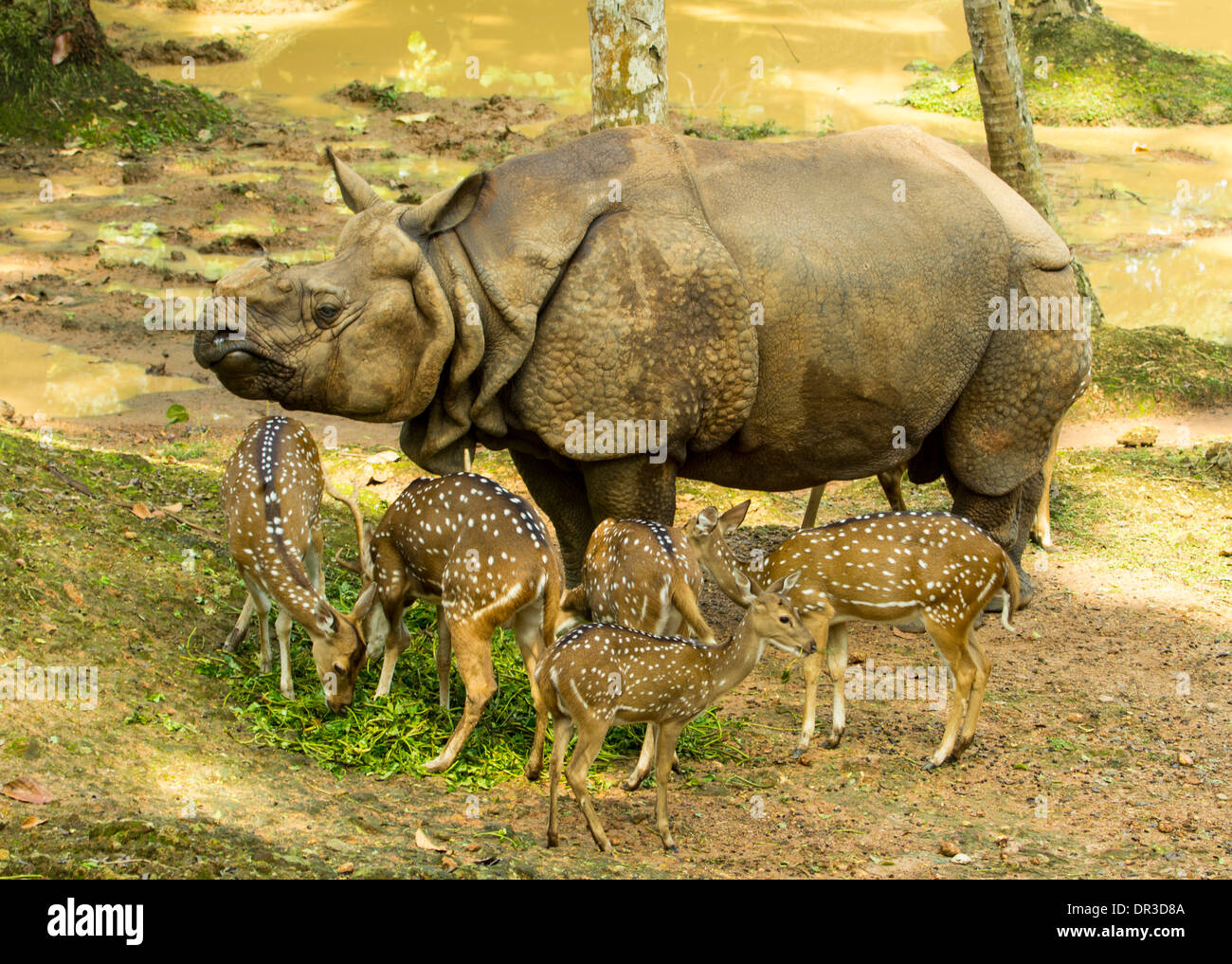 Spotted deers india hi-res stock photography and images - Alamy
