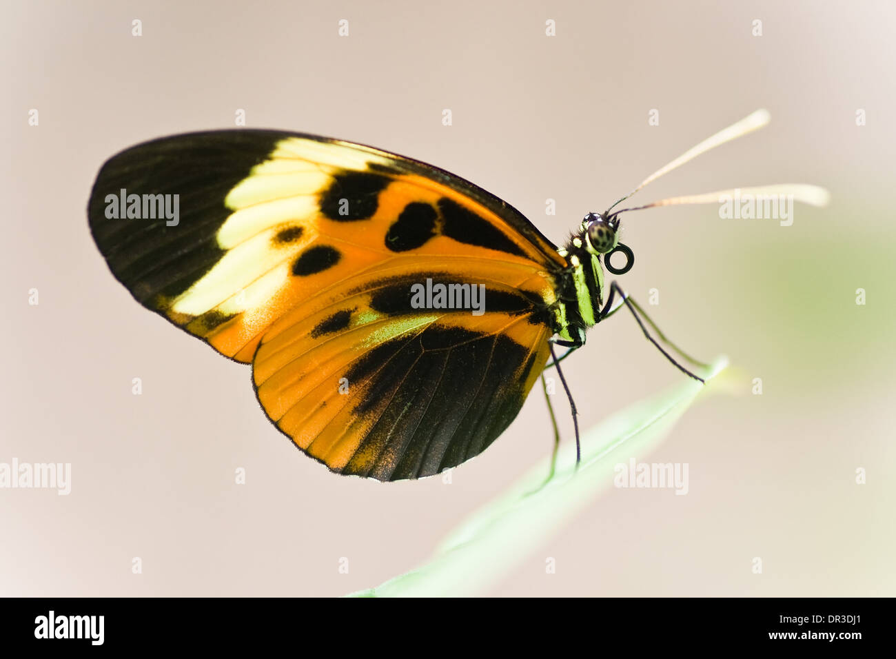Numata butterfly High Resolution Stock Photography and Images - Alamy