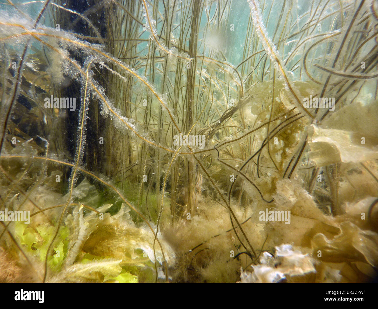 Seaweed underwater hi-res stock photography and images - Alamy