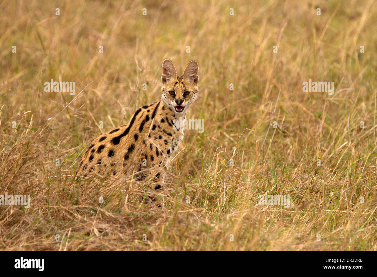 Serval cat hunting hi-res stock photography and images - Alamy