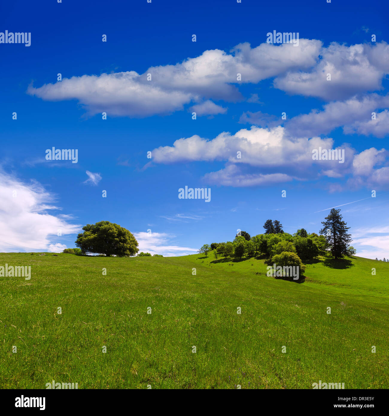 California meadow hills with oak tree in USA Stock Photo - Alamy