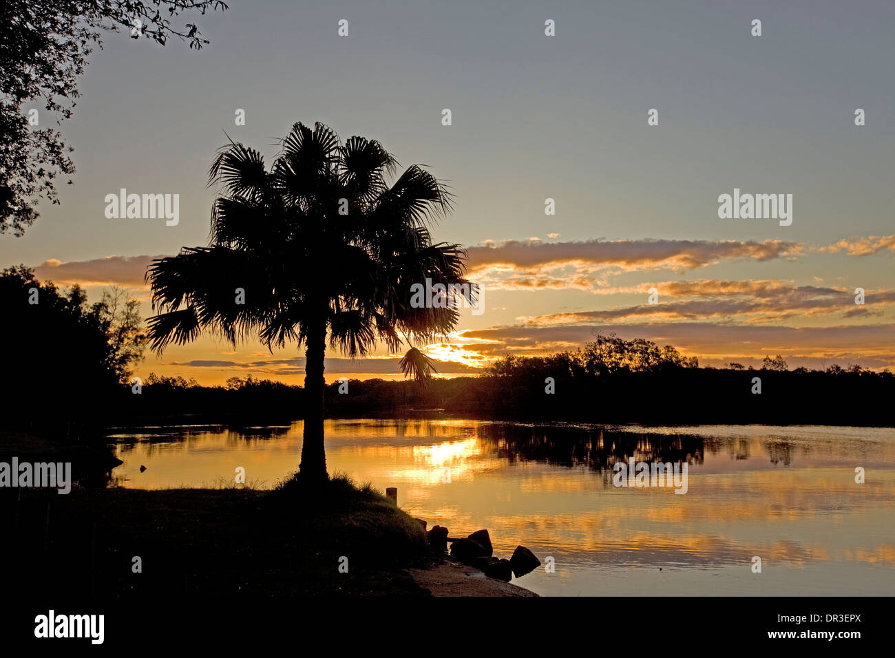Australian palm tree silhouette hi-res stock photography and images - Alamy