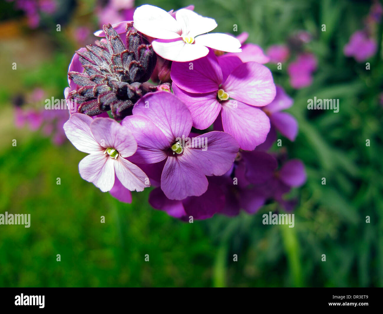 Bowles mauve wallflower hi-res stock photography and images - Alamy