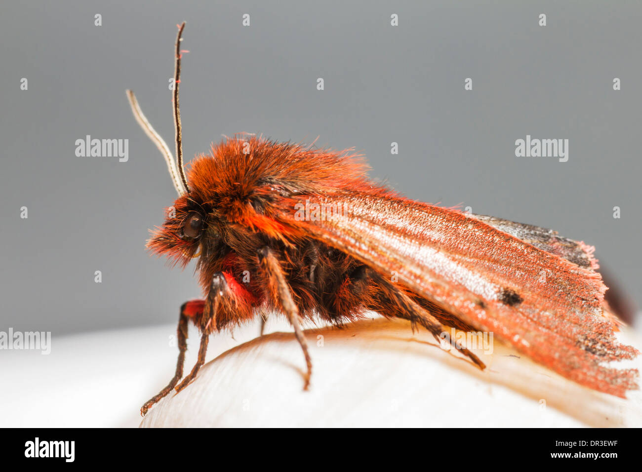 The Ruby Tiger , Phragmatobia fuliginosa Stock Photo - Alamy