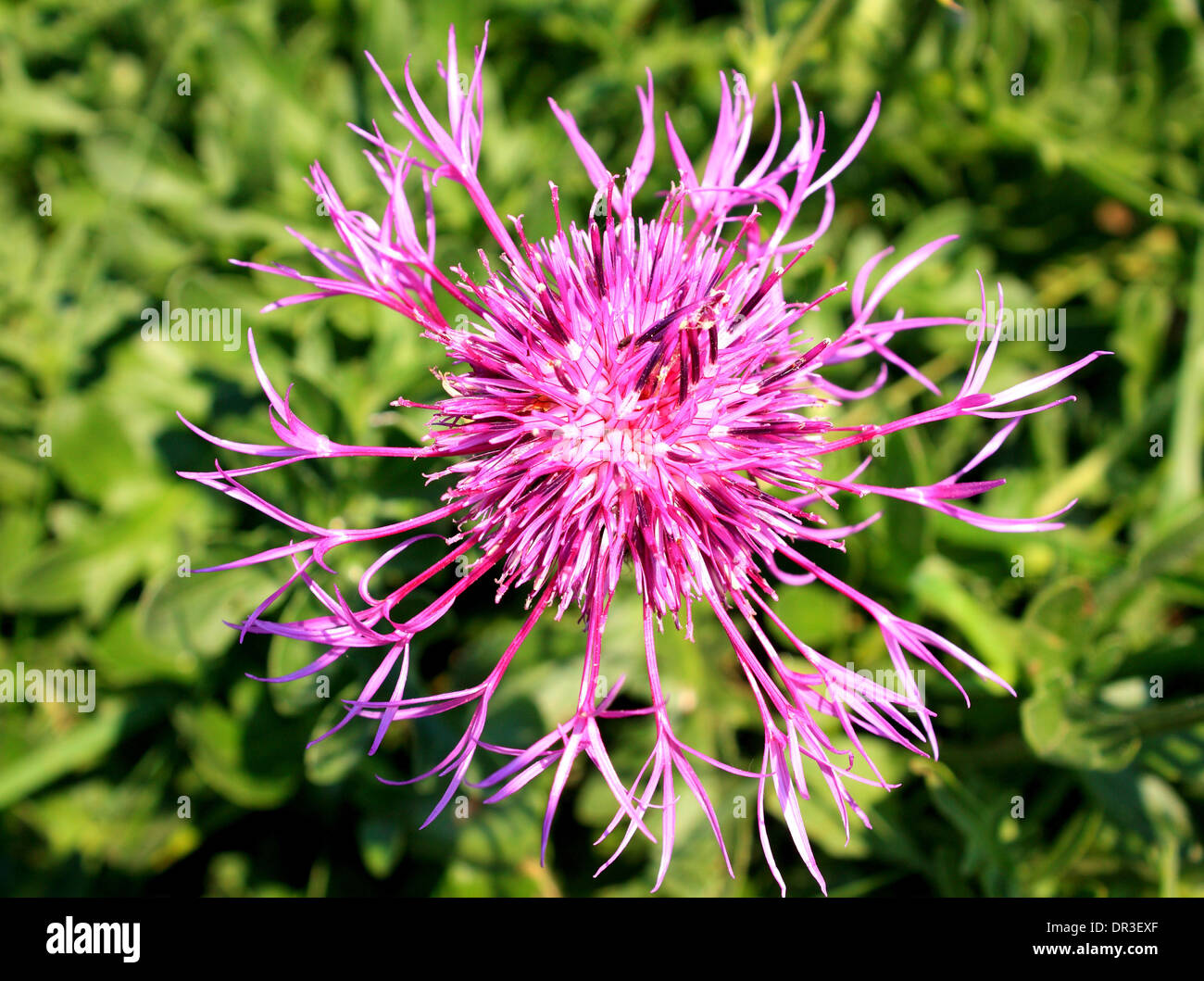 a close up view of a round headed Rampion Stock Photo - Alamy