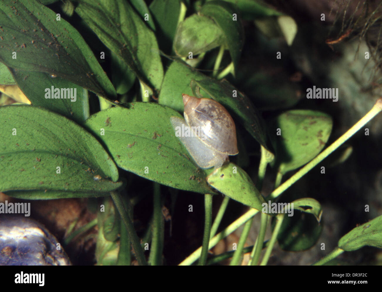 Pond snail (Stagnicola palustris Stock Photo - Alamy