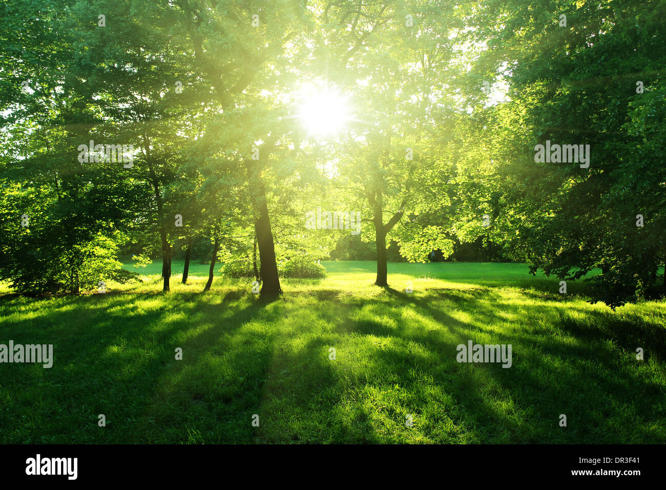 forest under bright sun Stock Photo - Alamy