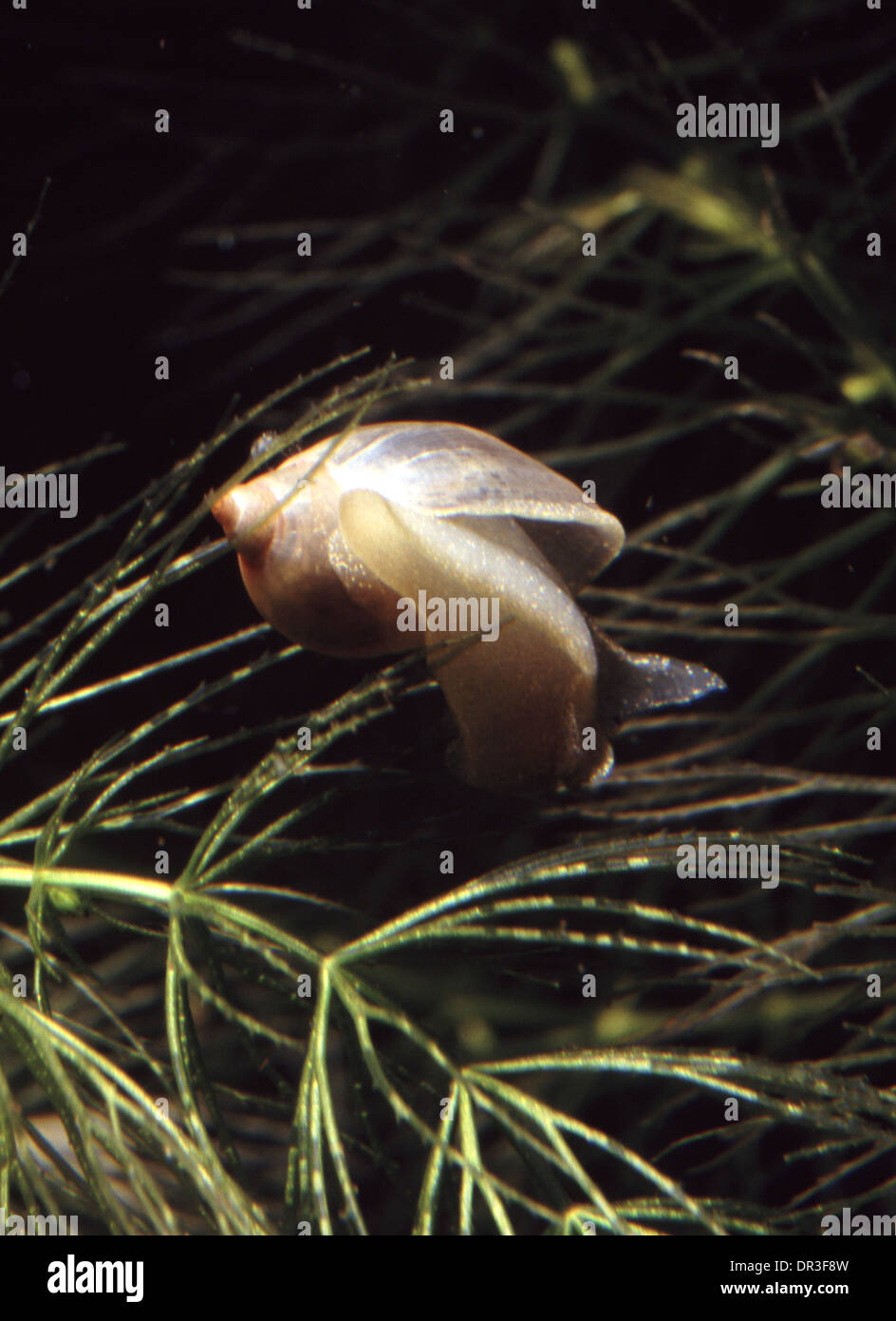 Great pond snail (Lymnaea stagnalis Stock Photo - Alamy