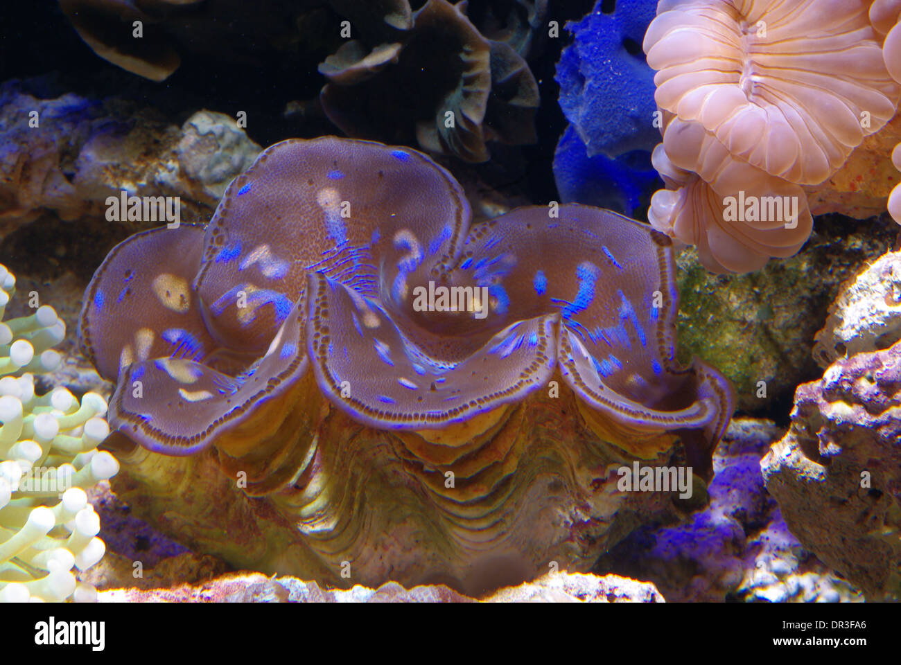 Giant clam (Tridacna sp.) in aquarium Stock Photo - Alamy