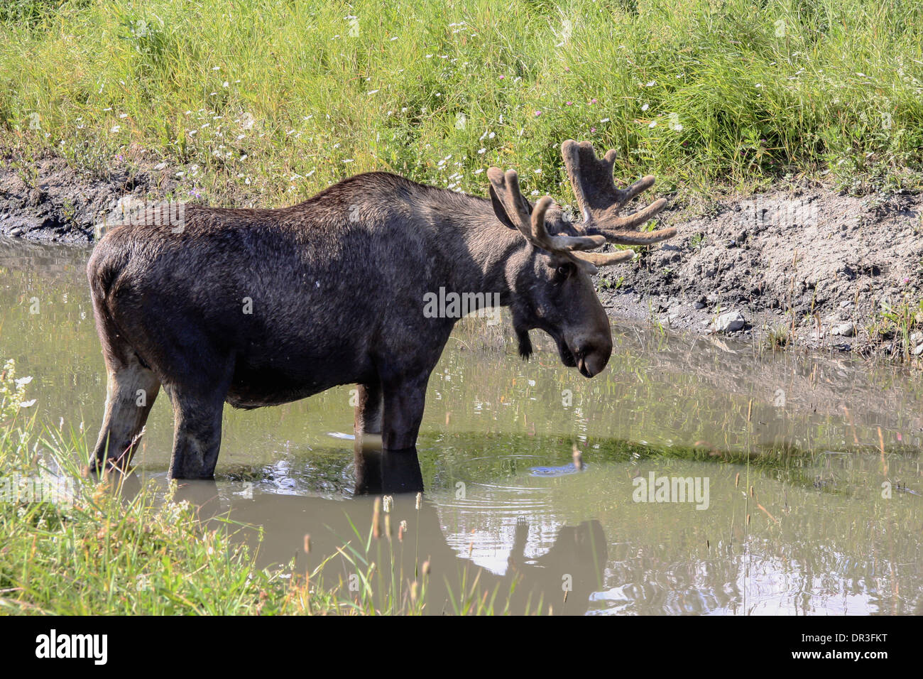 Bull moose water hi-res stock photography and images - Alamy