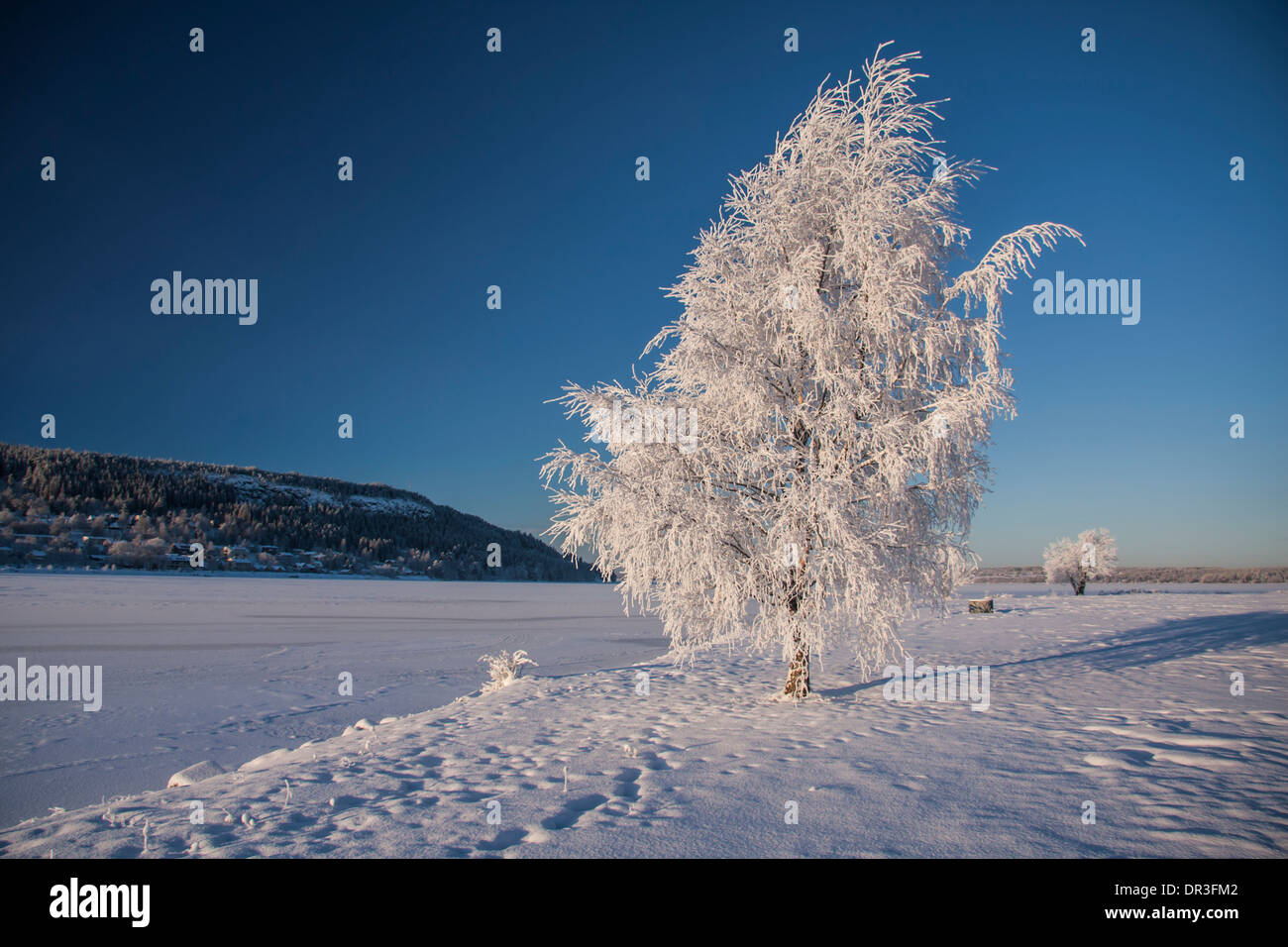 Beautiful snowy tree and blue sky Stock Photo - Alamy