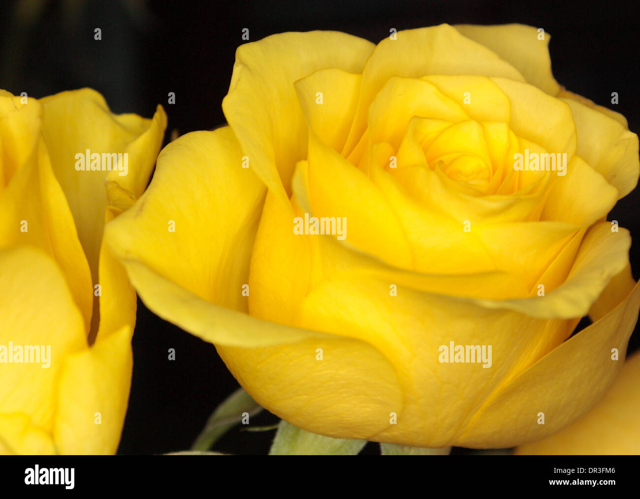 Yellow rose side view flower hi-res stock photography and images - Alamy