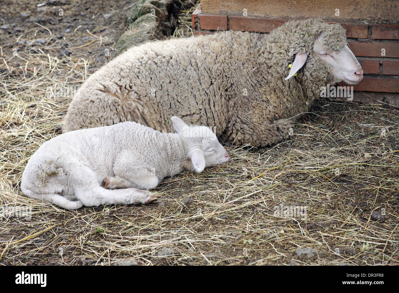 Sheep on the ground hi-res stock photography and images - Alamy