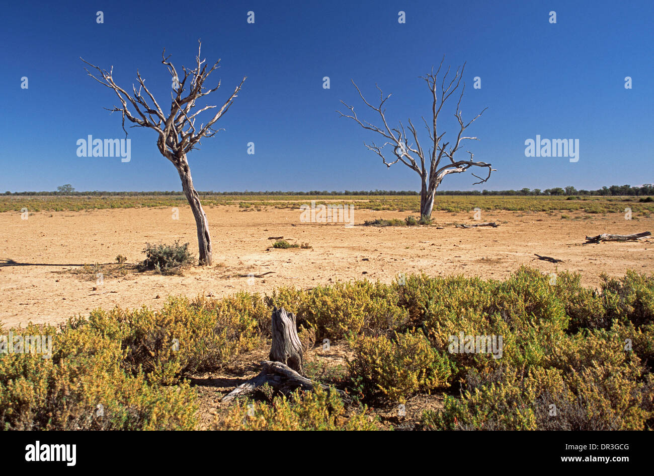Saltbush hi-res stock photography and images - Alamy