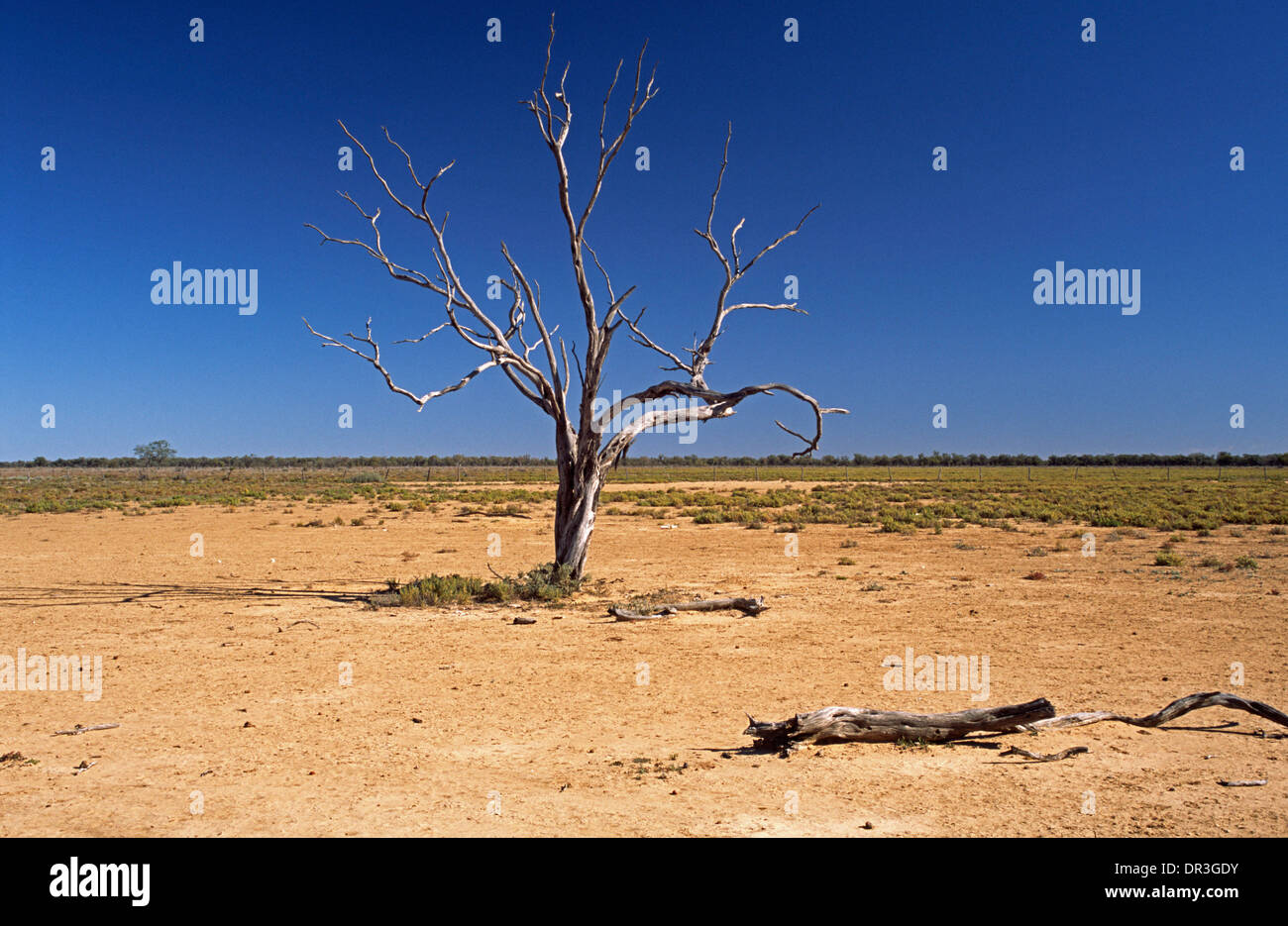 Landscape of vast barren plains and solitary dead tree under blue sky ...