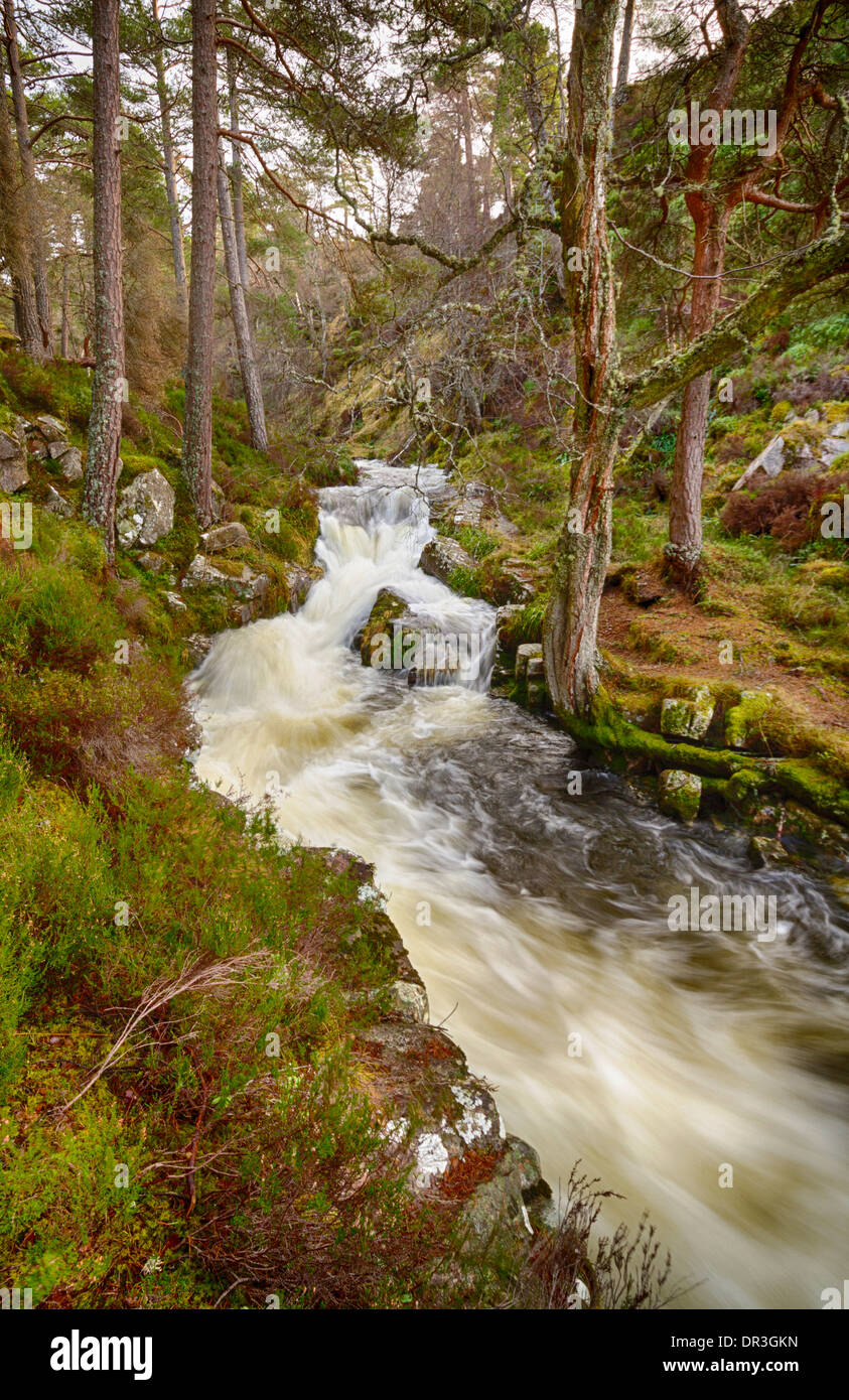 Caledonian national park pinewood hi-res stock photography and images ...