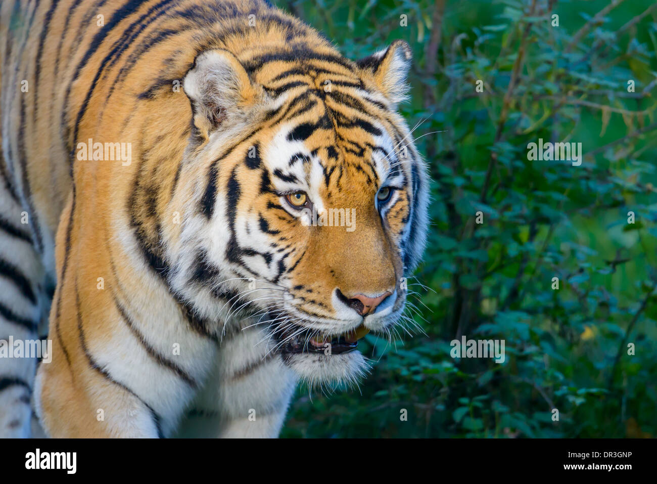 Sibirischer Tiger, Panthera tigris altaica, Siberian Tiger Stock Photo ...