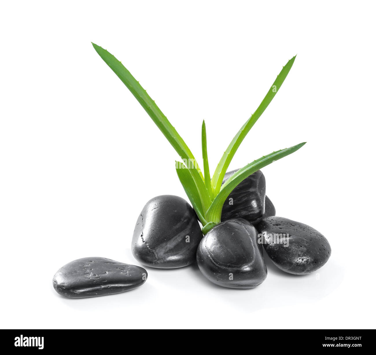Aloe leaves and zen stones. Isolate on white background Stock Photo - Alamy