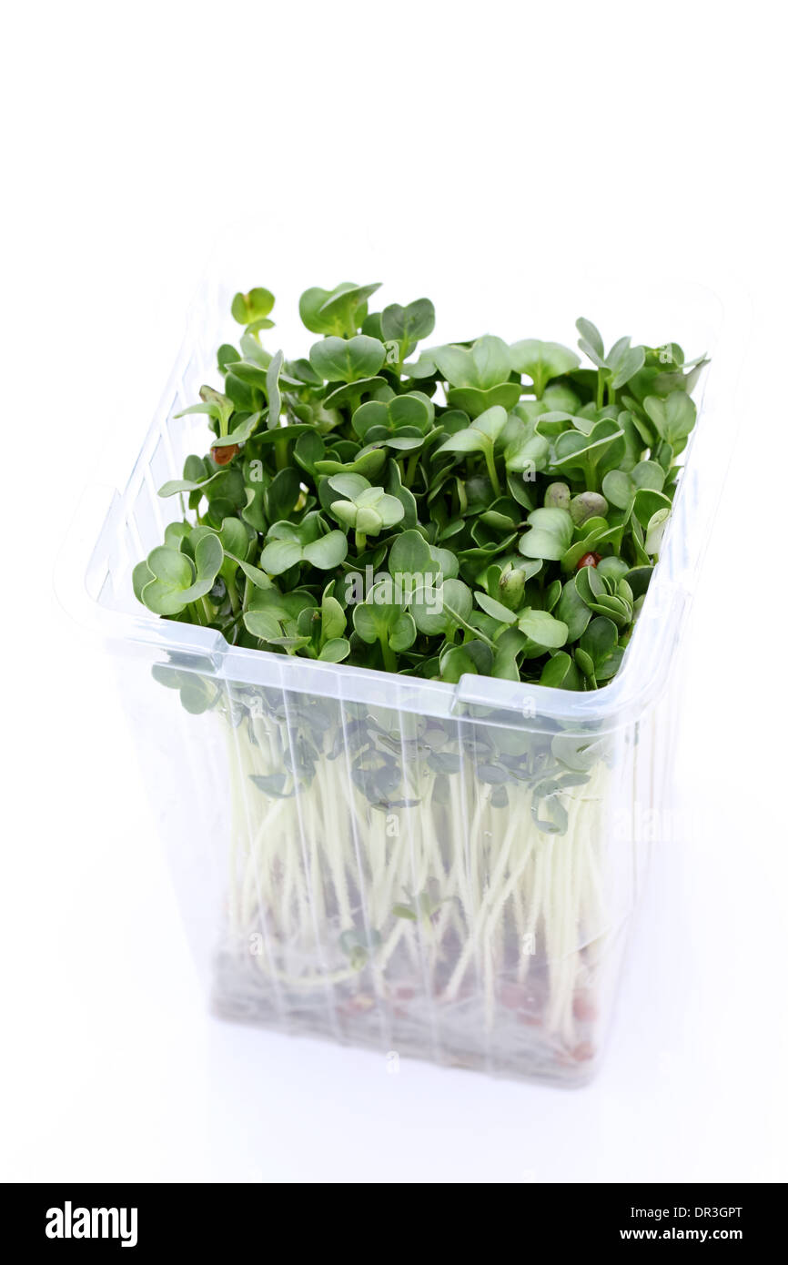 Radish growing container hi-res stock photography and images - Alamy