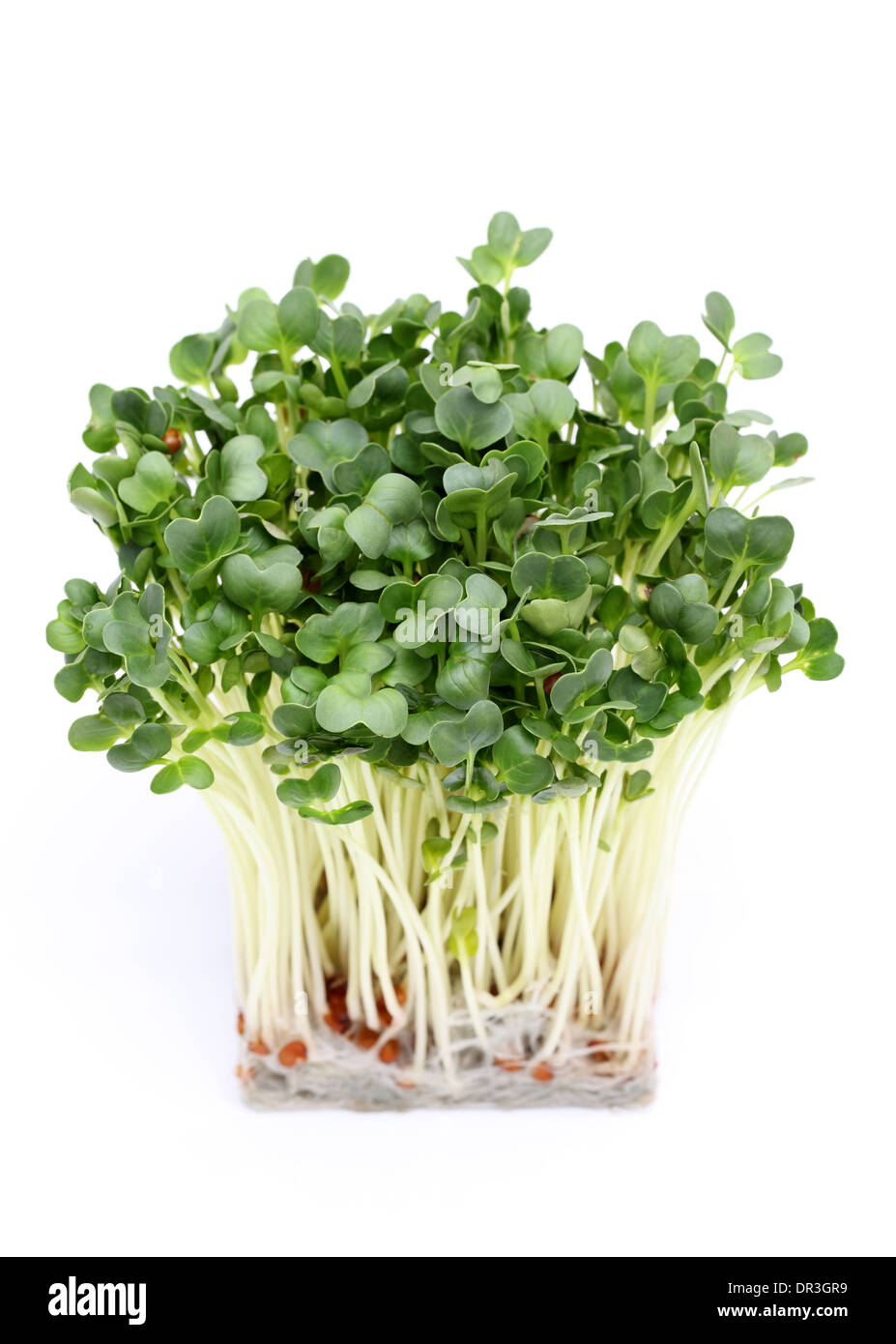 Radish sprout isolated on white background Stock Photo - Alamy