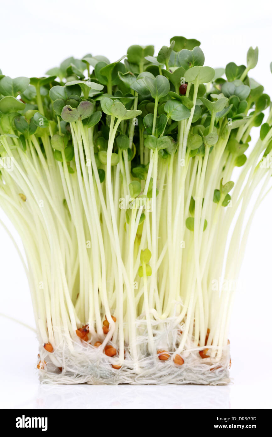 Radish sprout isolated on white background Stock Photo - Alamy
