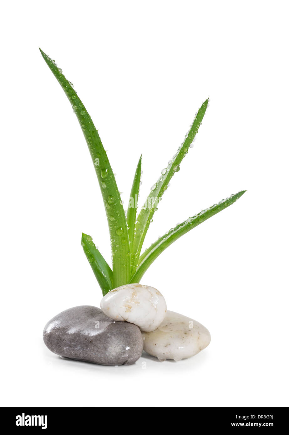 Aloe vera wallpaper hi-res stock photography and images - Alamy