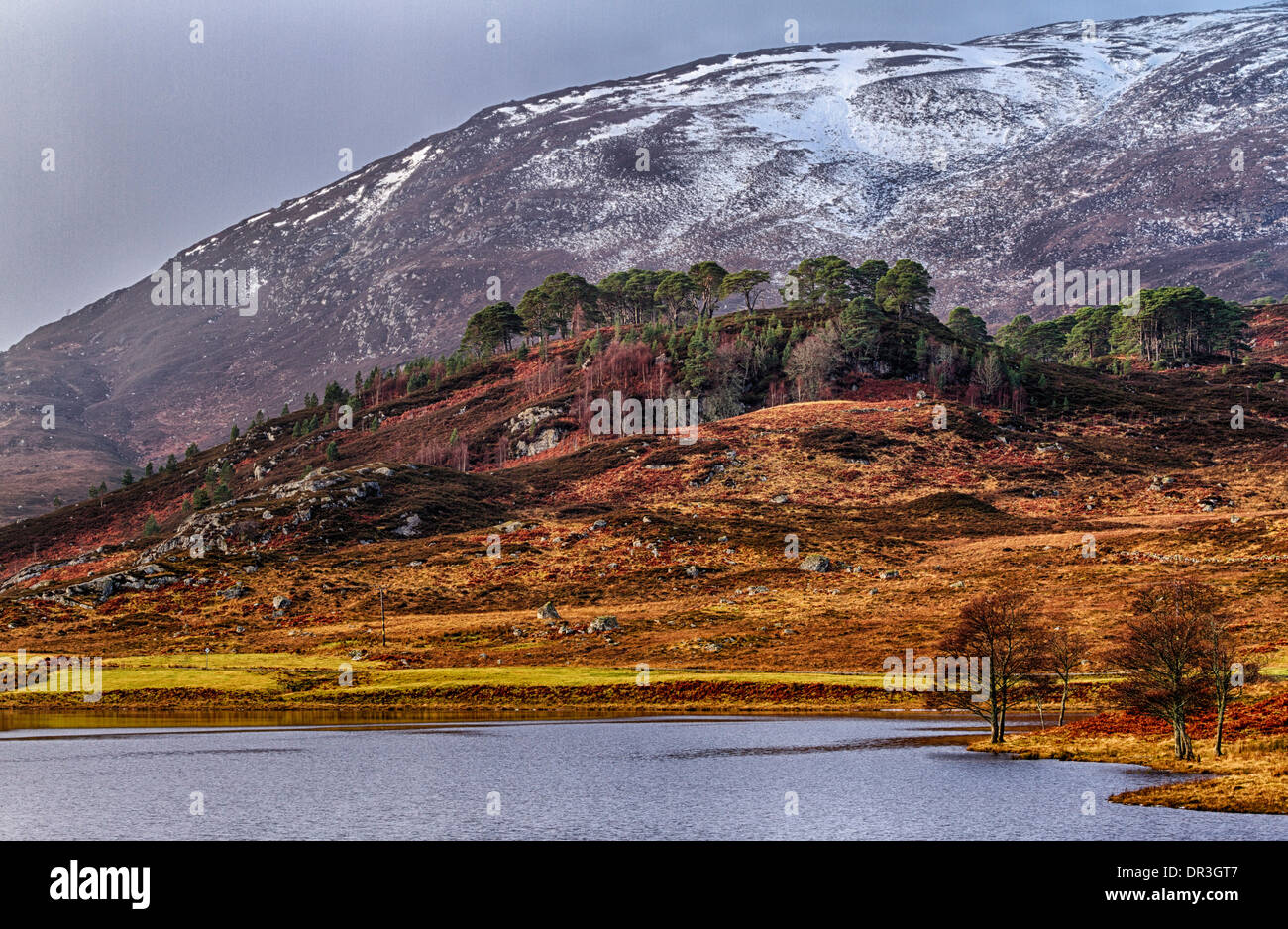 Caledonian Pinewood and Mountains in Winter, Glen Cannich, Scotland ...