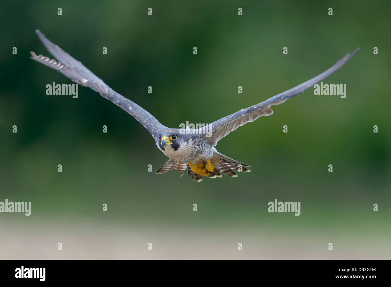 Wanderfalke hi-res stock photography and images - Alamy