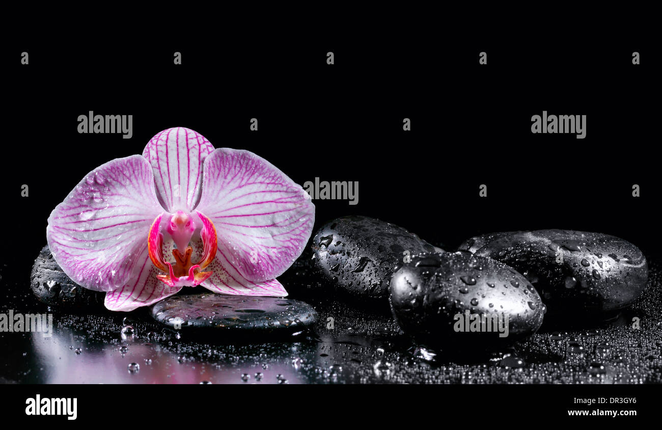 Orchid flower with zen stones on black background Stock Photo - Alamy