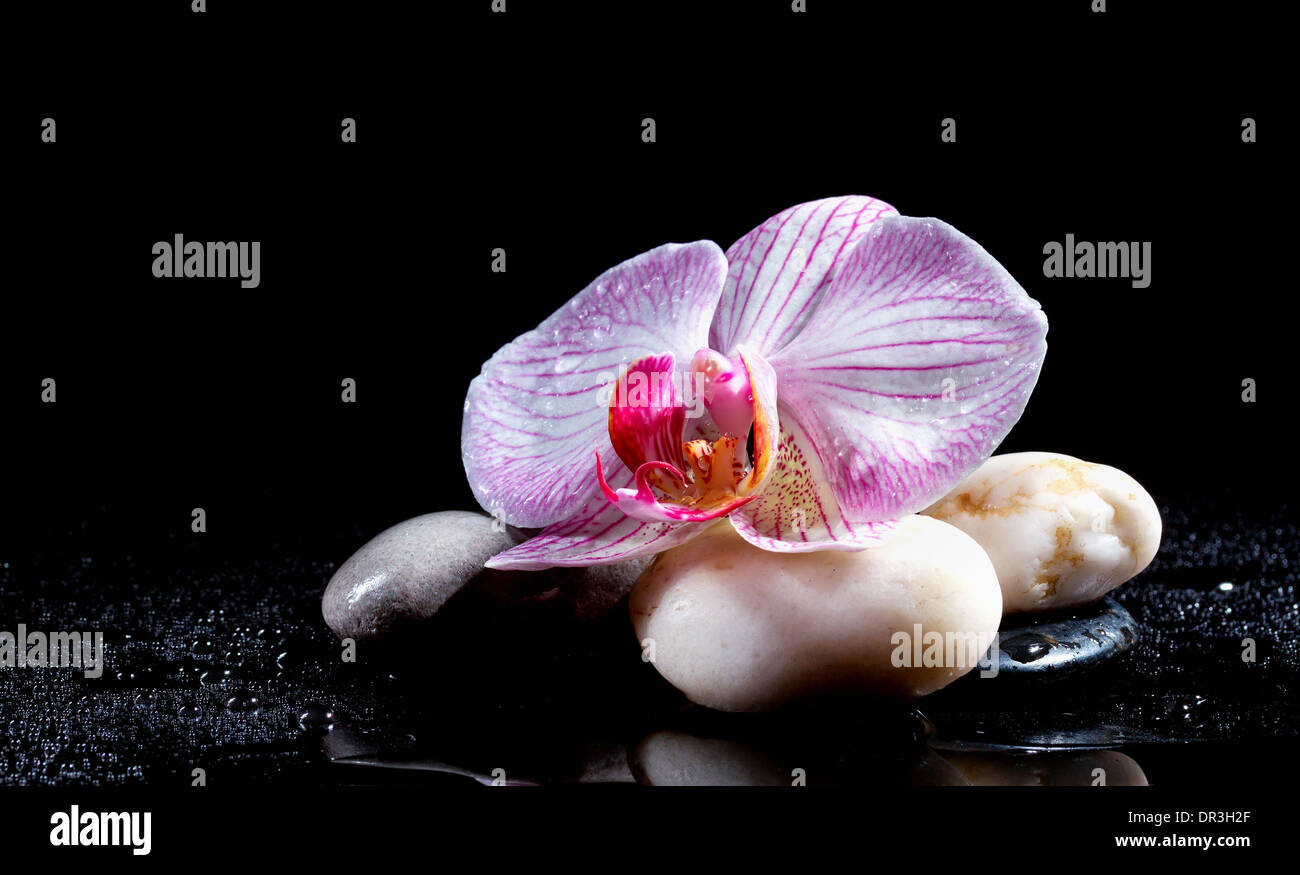 Orchid flower with zen stones on black background Stock Photo - Alamy