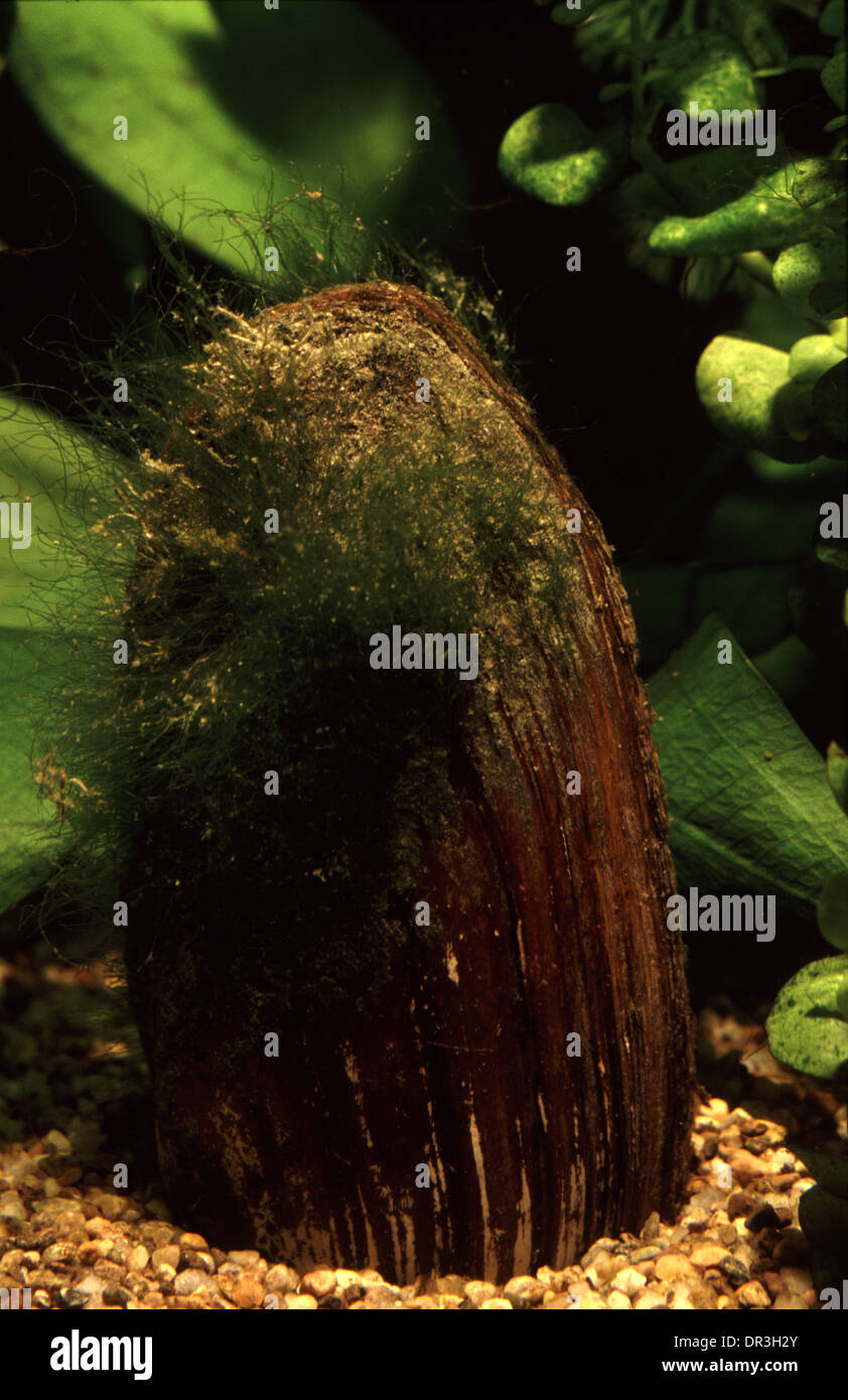 Tropical date shell (Lithophaga sp Stock Photo - Alamy