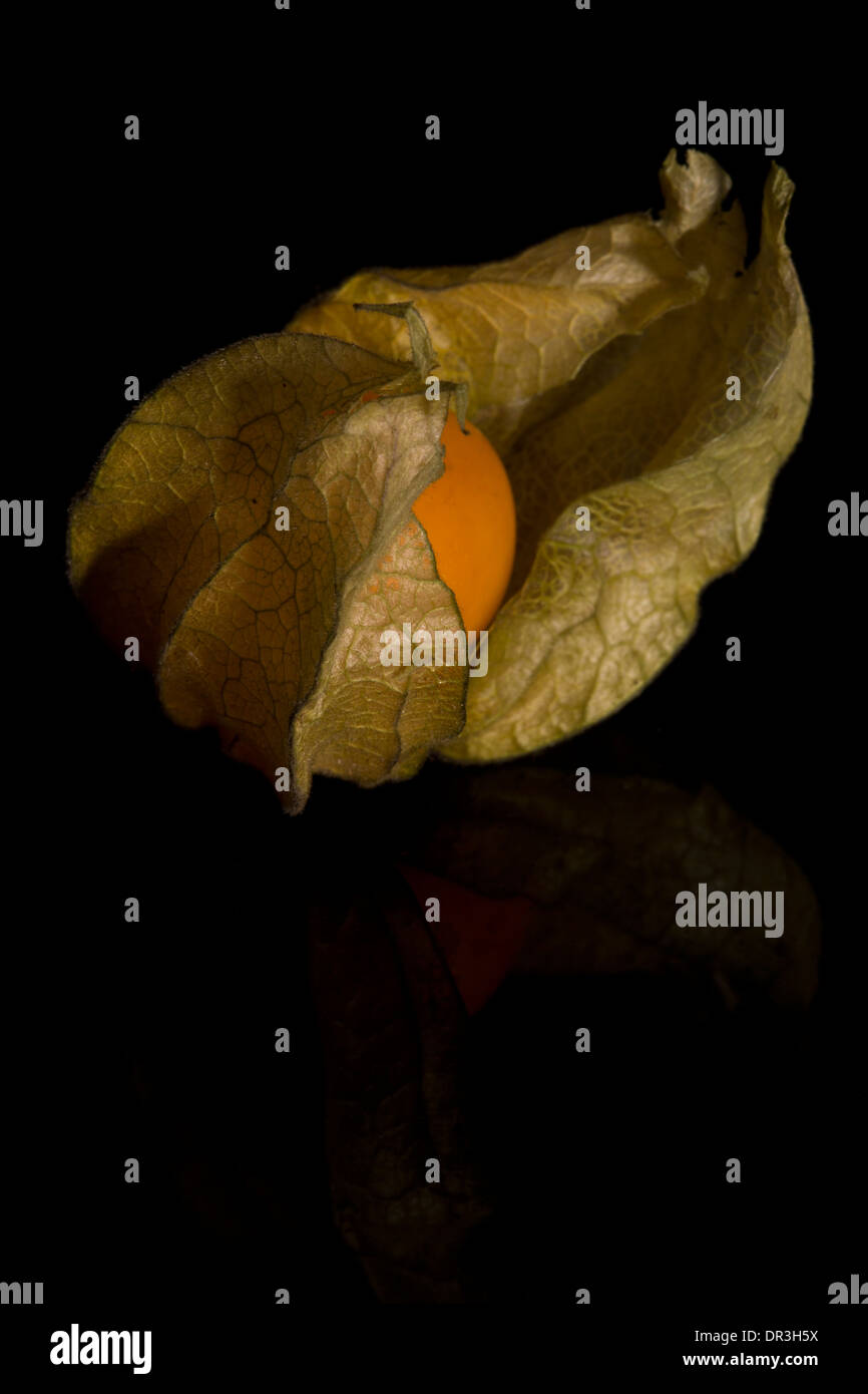 Physalis husk hi-res stock photography and images - Alamy
